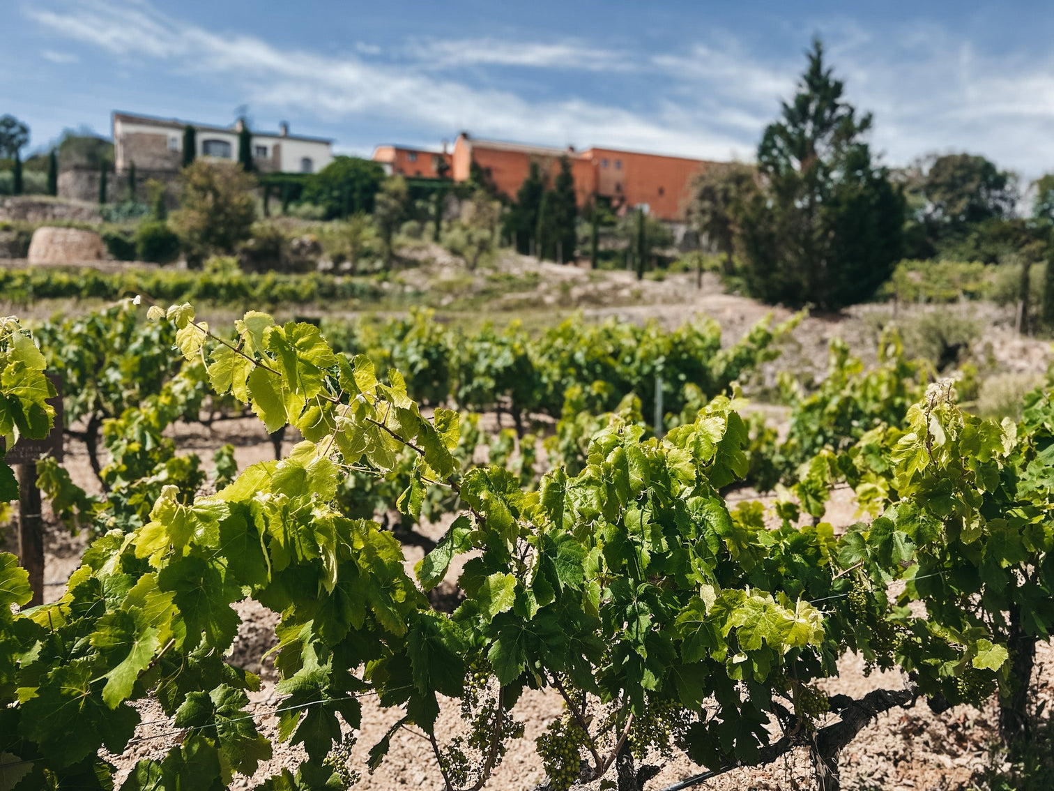 Discovering Cava | We Drink Bubbles